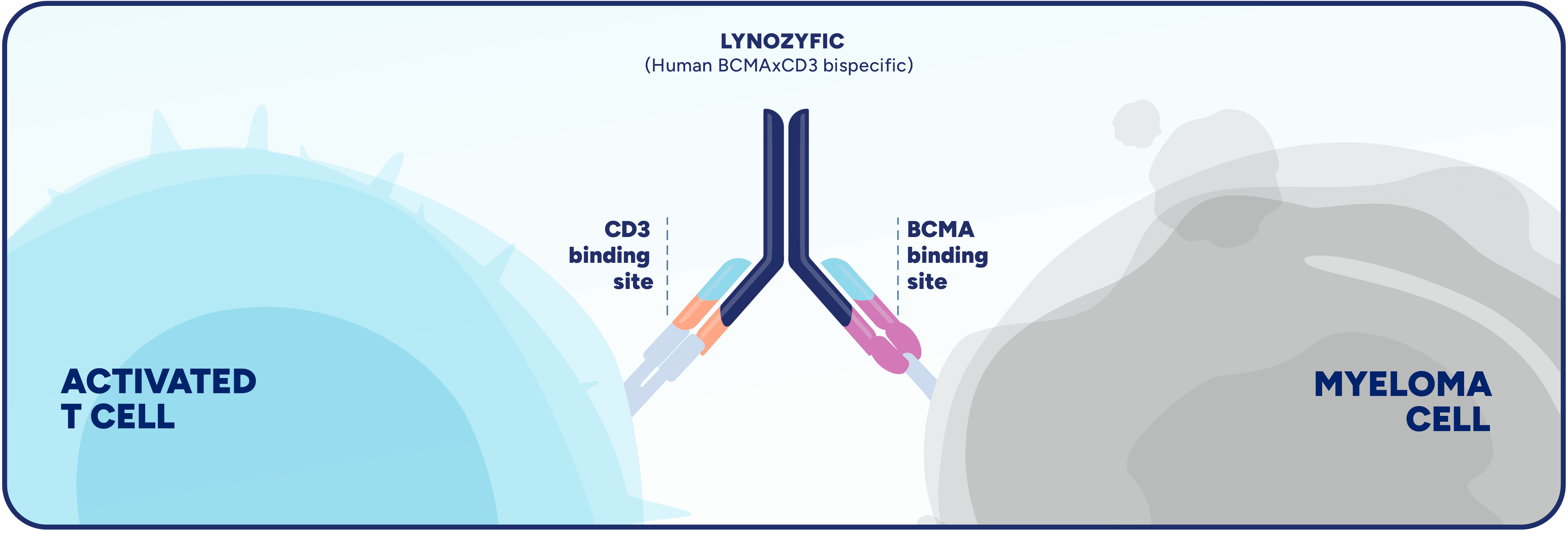 Mechanism of Action (MOA) - LYNOZYFIC™ (linvoseltamab-gcpt)